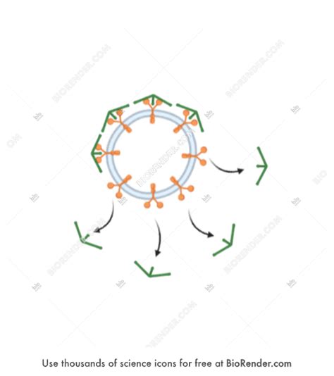 Free Vesicle Clathrin Coated Uncoating Icons Symbols And Images Biorender
