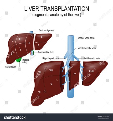 Liver Segments Images Stock Photos Vectors Shutterstock