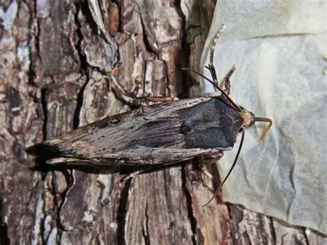 アヤモクメキリガ 北海道の昆虫