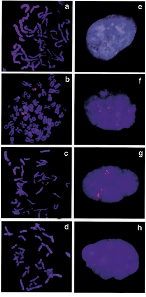 Evolutionary Conservation Of The Duplication In Primates Metaphase Download Scientific Diagram