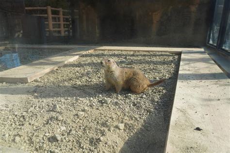 オグロプレーリードッグが来園しました【臨時閉園中です】｜新着のお知らせ｜東山動植物園