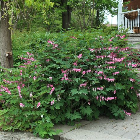 Bleeding Heart Landscapedirect