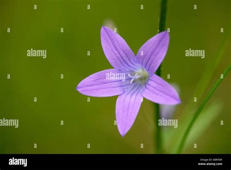 Spreading Bellflower Campanula Patula Single Flower Germany