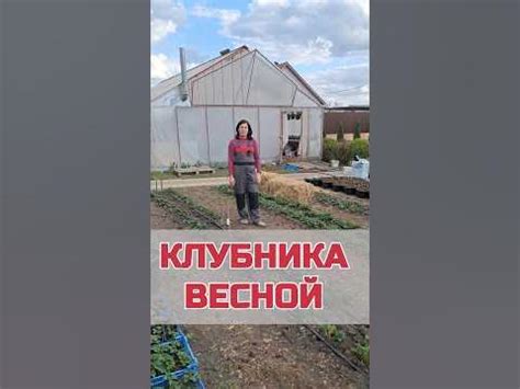 #клубника Что делать весной... - YouTube