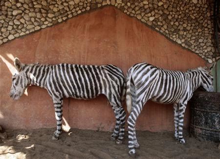 Trick Turned Into Zebra
