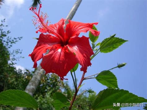 要想扶桑花四季开，记住这5点要求，扶桑花开艳丽满枝头 每日头条
