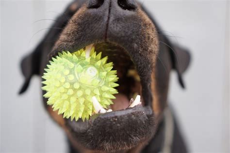 Perros Humanizados ¿cuáles Son Las Consecuencias De Tratar A Las