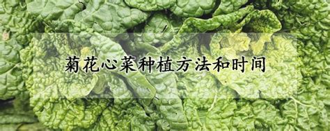菊花心菜种植方法和时间 发财农业网