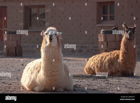 Two Llamas Portrait In The Afternoon With Blurred Background Stock
