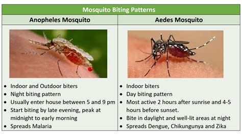 What Is The Difference Between Mosquito And Dengue Unveiled