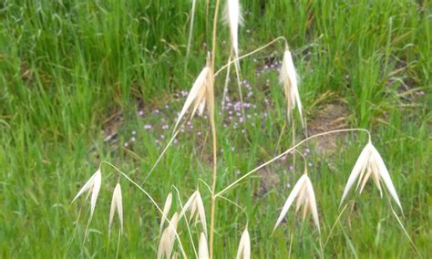 Slender Oat I Love Griffith Park