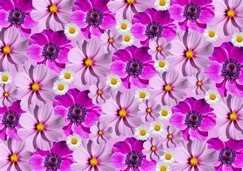 Download Flower Blossoms Nature Royalty Free Stock Illustration