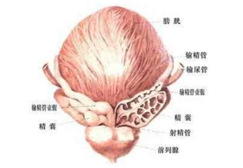 长沙中山医院科普：前列腺增生的症状 知乎