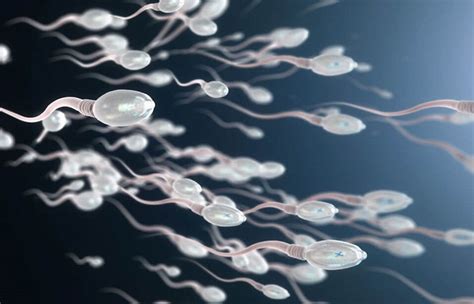 Can You Get Pregnant From Pre Cum Fastlyheal