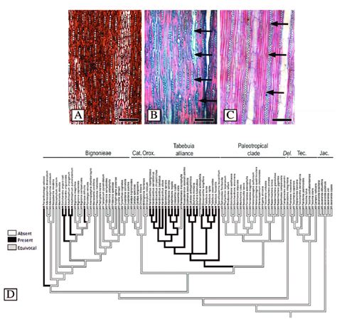 Storied Structure Longitudinal Tangential Section A Crescentia Download Scientific Diagram