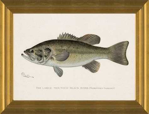 Largemouth Bass Art Prints