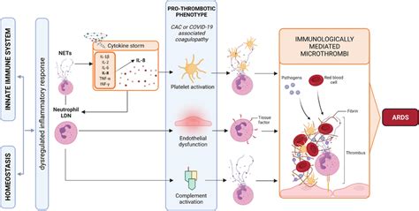 Microvascular Coagulopathy And Immunothrombosis Processes In Patients