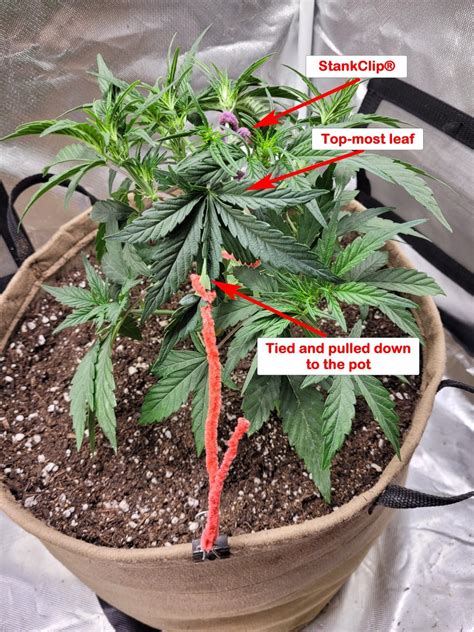 20231210 112319 Rta Day 24 Top Node Leaf Tied Down  420 Magazine