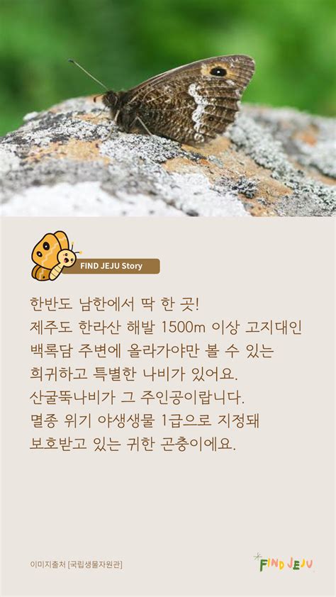 산굴뚝나비 그린아일랜드