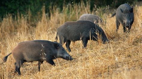 Hunting Log Peste Suina Africana Quello Che Serve Sapere