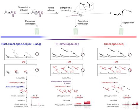 Transcriptome Dynamics Simon Lab