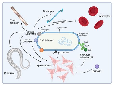 Corynebacterium Diphtheriae Morphology Pathogenesis Treatment Biology Notes Online