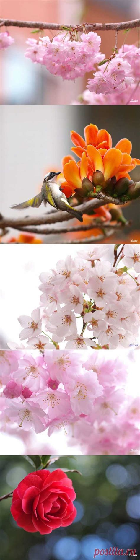 Красивые фотографии птиц и весенних цветов от тайваньского фотографа цветы Постила