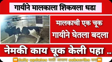 या गायीने मालकाला शिकवला धडाएक चूक अन् गोठ्यात व्हिडिओ Viral