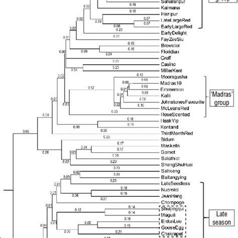 Upgma Unweighted Pair Group Method With Arithmetic Mean Dendrogram Download Scientific