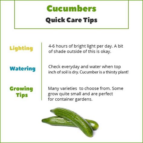 One Of The Best Tips About How To Look After Cucumbers Servicecomplex10