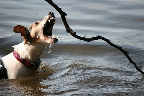 Claves Para Adiestrar Un Perro