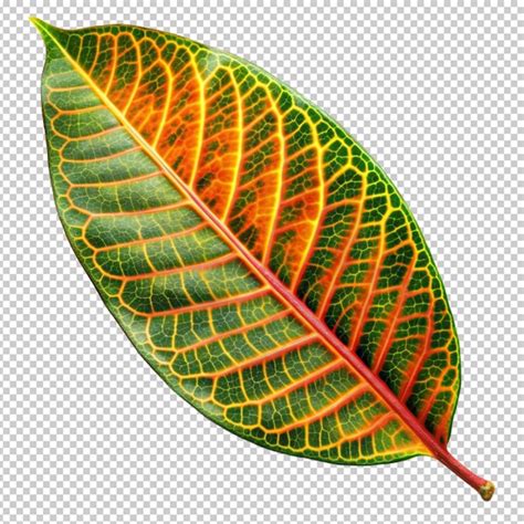 Fresh Croton Leaf Isolated Premium Ai Generated Psd