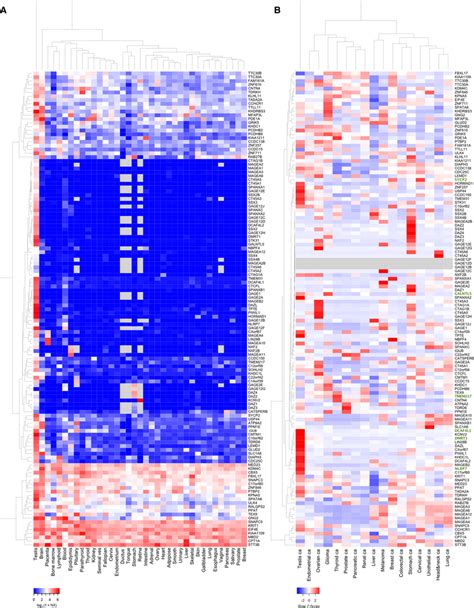 Core Ct Gene Expression In Testis Somatic Tissues And Cancer A A