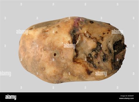 Bacterial Soft Rot Pectobacterium Carotovorum Forming On Diseased