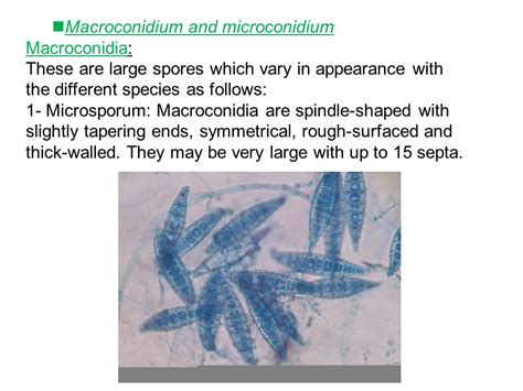 Fungi Of Medical Importance Ppt Video Online Download