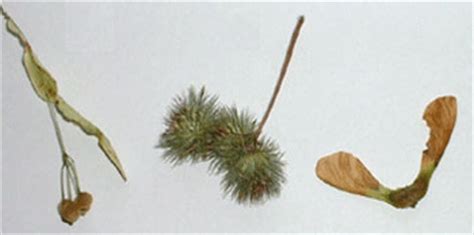 Sensei Autumn Damp Possibilities