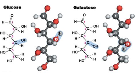 Bio Unite 3 Orgnanic Molucules Flashcards Quizlet