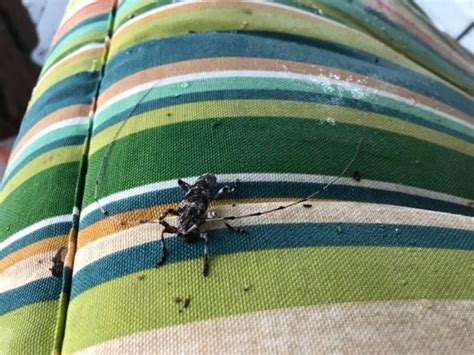 Ponderosa Pine Bark Borer Acanthocinus Princeps Missoula Butterfly House And Insectarium