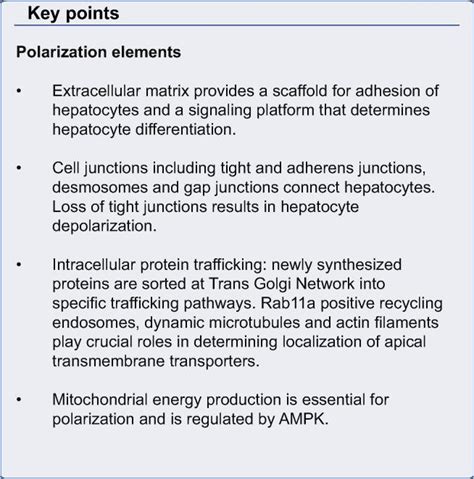 Structural And Functional Hepatocyte Polarity And Liver Disease PMC
