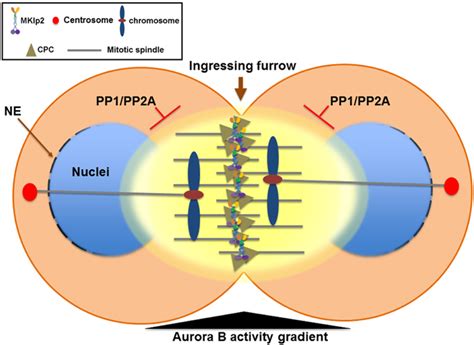 Frontiers The Chromosomal Passenger Complex Cpc As A Key