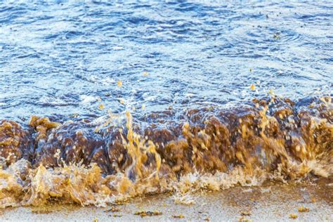 Very Disgusting Beach Water With Red Seaweed Sargazo Caribbean Mexico