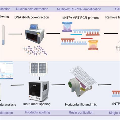 The Flowcharts Of Ccrp Ms Method For Multiple Pathogens Detection In Download Scientific