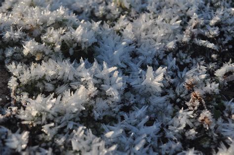Free Images Tree Branch Snow Winter White Leaf Flower Frost