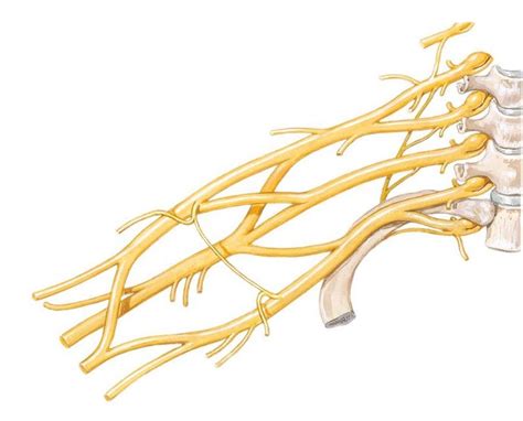 Brachial Plexus Scalene Muscles