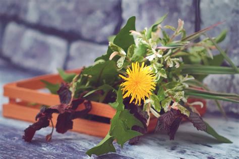 Dandelion Wildflower Flowers Free Photo On Pixabay Pixabay