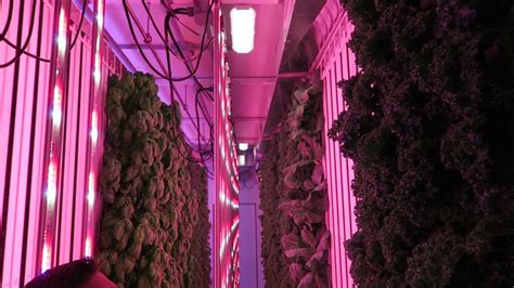 Modern Indoor Hydroponic Farm Tour Youtube
