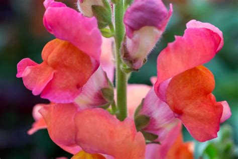 How To Grow And Care For Snapdragon Flowers Gardeners Path