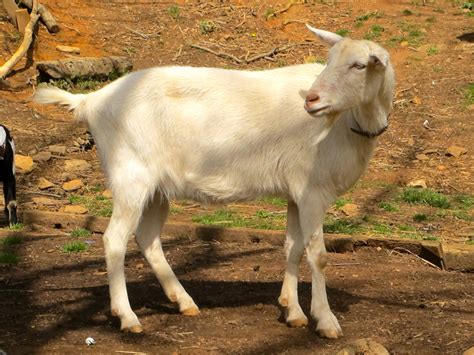It S A Boy S Life Restructuring The Goats