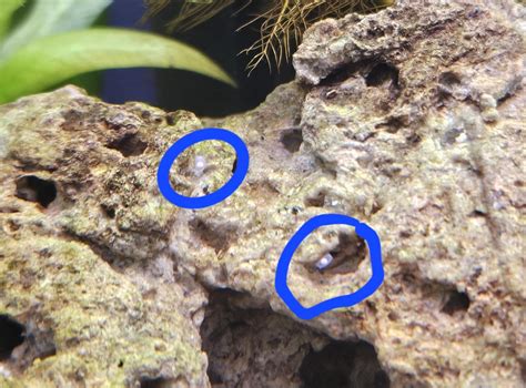 Assassin Snail Eggs Rshrimptank