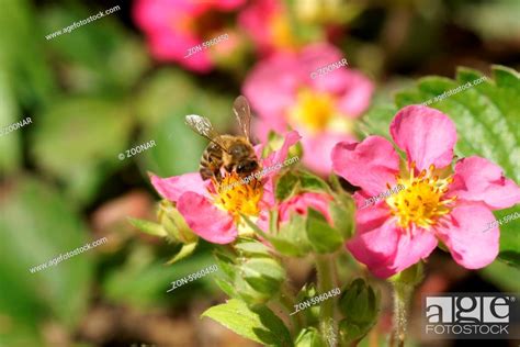 Fragaria X Ananassa Red Ruby Rotblühende Erdbeere Red Flowering